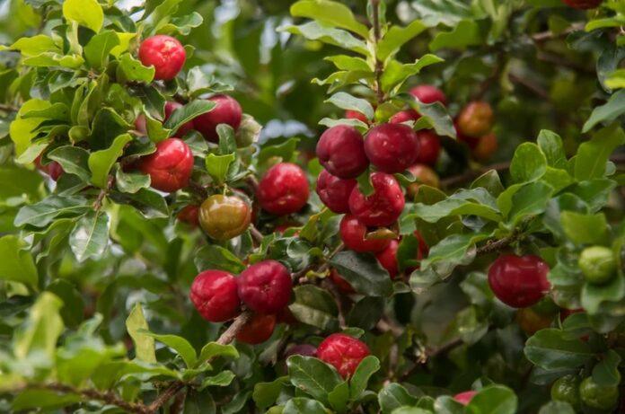Arvore Frutifera que Cresce Rapido e Pode Ser Plantada em Casa