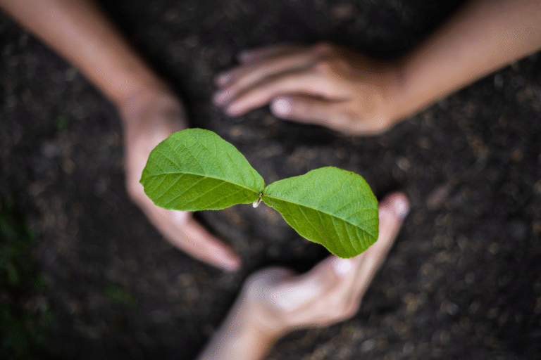 Arvore Frutifera que Cresce Rapido e Pode Ser Plantada em Casa